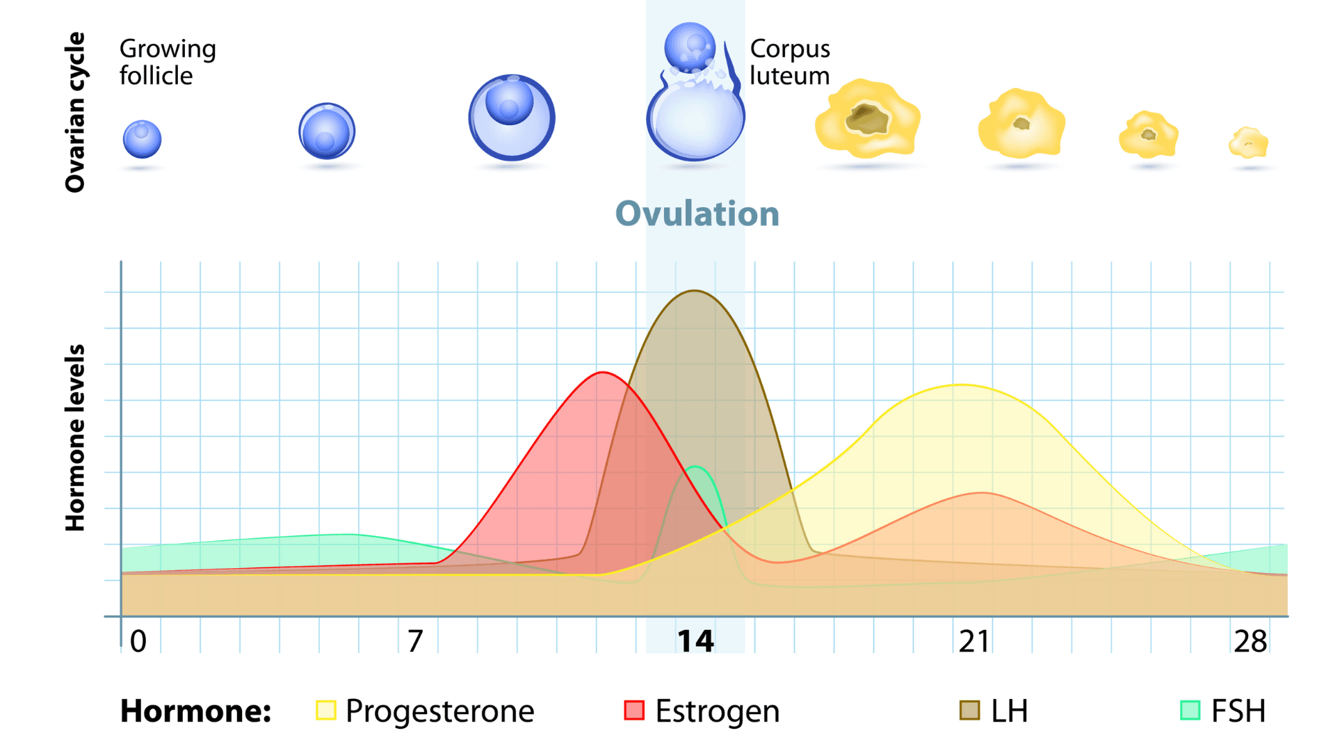 PCOS - symptomer og behandling av polycystisk ovariesyndrom - Blodsjekk
