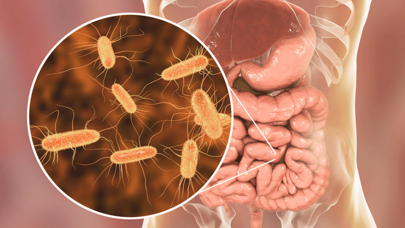 Irritabel tarmsyndrom (IBS) - symptomer, årsak og behandling - Blodsjekk